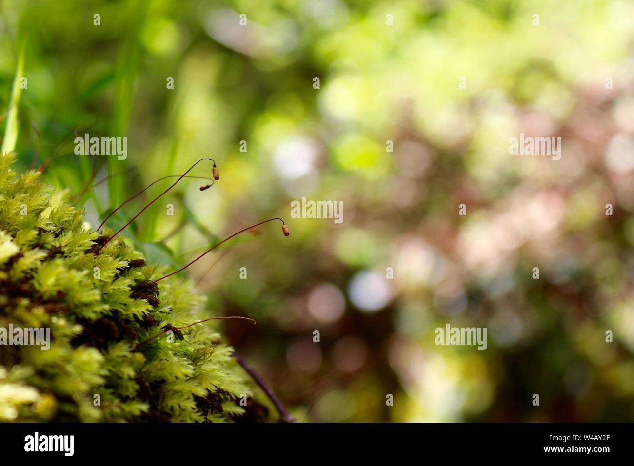 Sprouting moss in a woodland, Cornwall, UK Stock Photo - Alamy