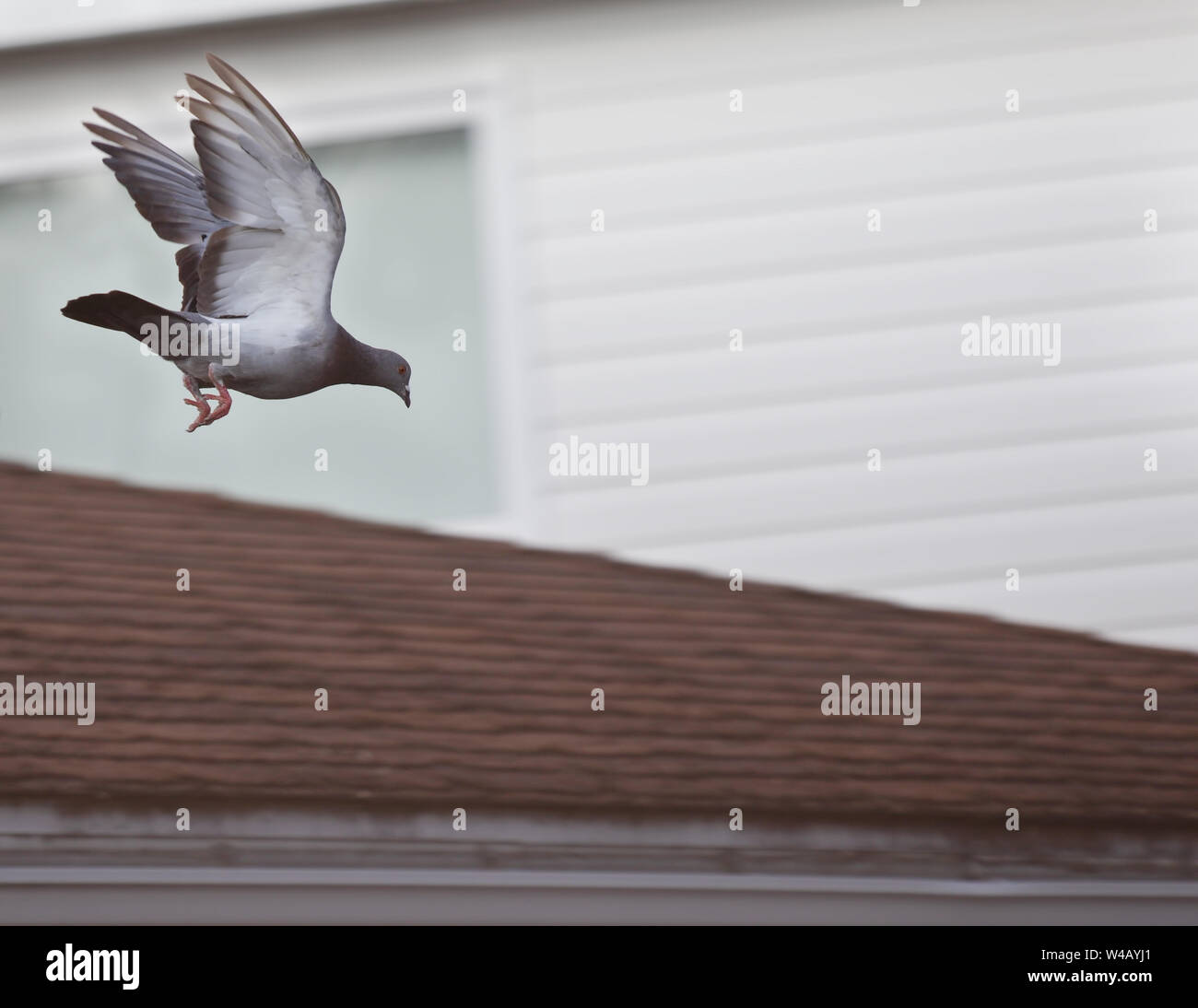 Bird flying off roof top hi-res stock photography and images - Alamy