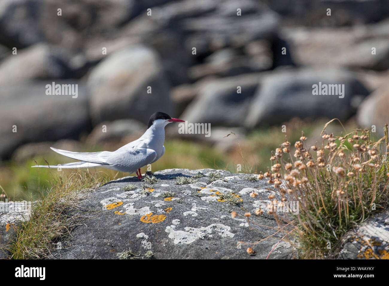 Wildlife birds scotland hi-res stock photography and images - Alamy