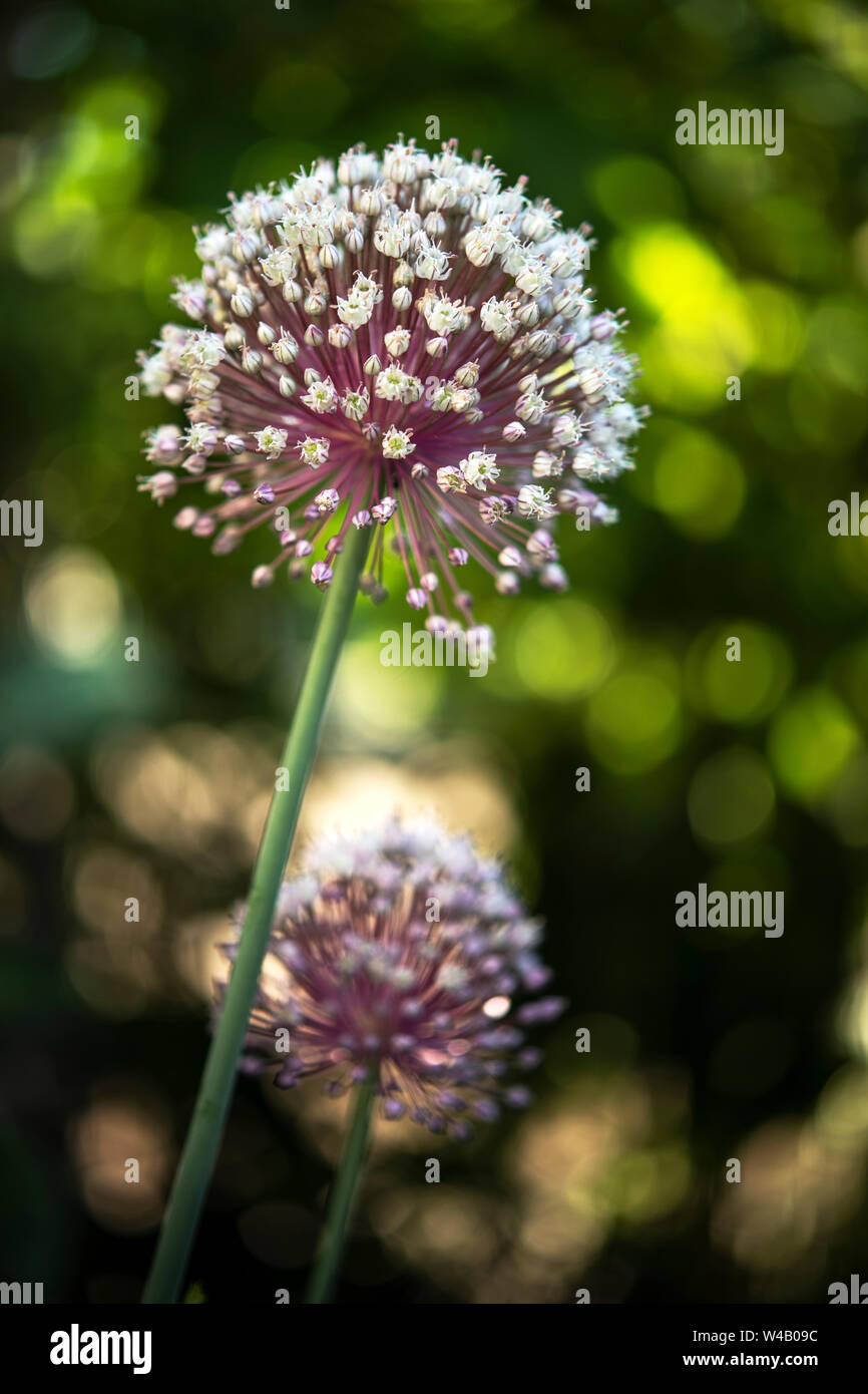 Light leeks hi-res stock photography and images - Alamy