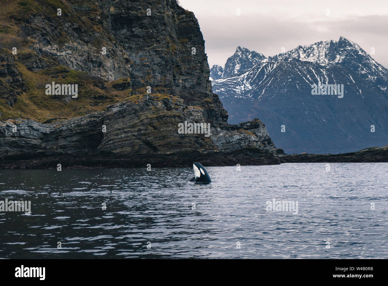 Orca breaching hi-res stock photography and images - Alamy