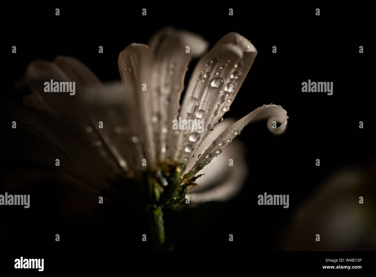 White details flower hi-res stock photography and images - Alamy