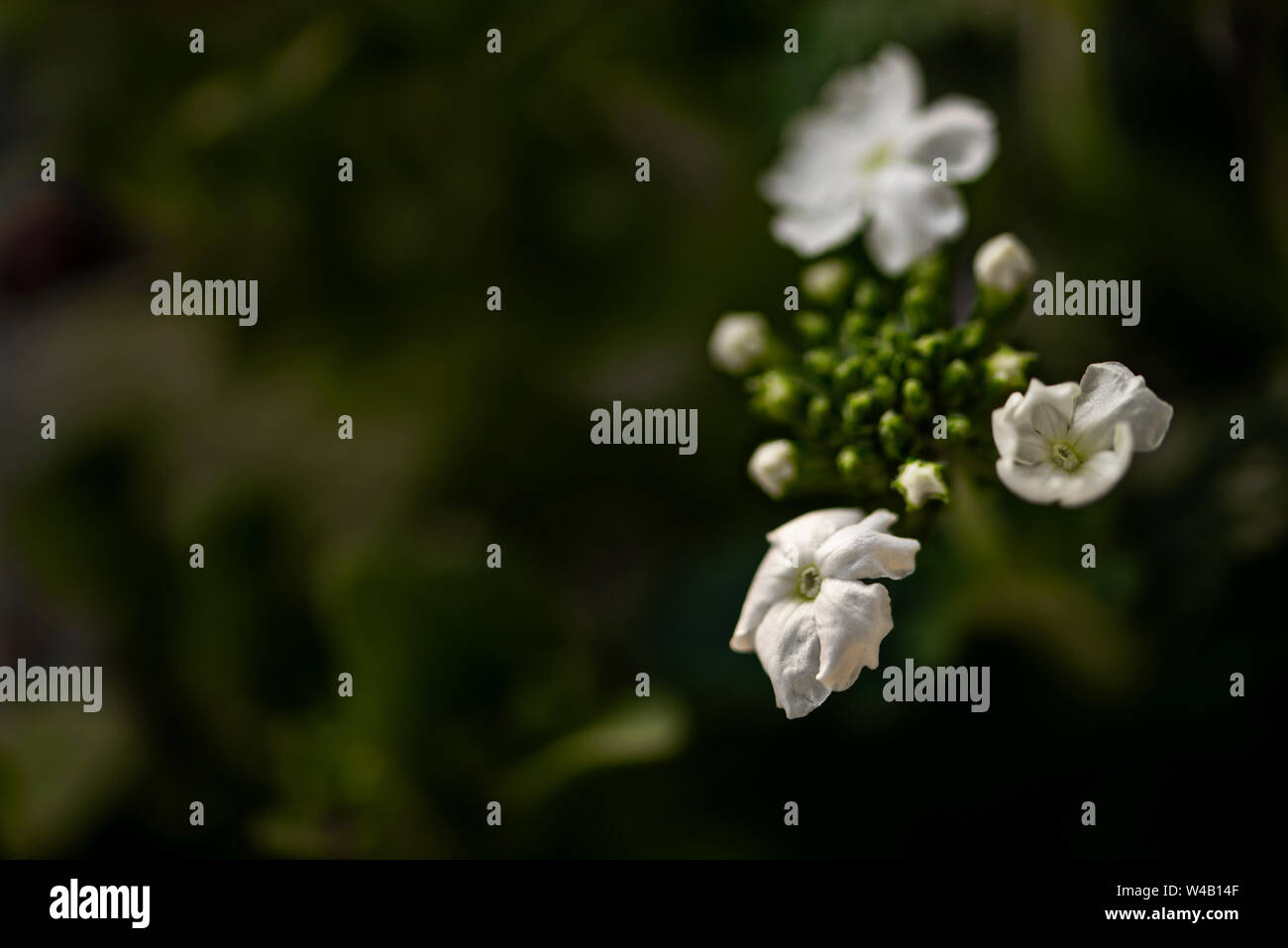 OVERHEAD MACRO IMAGE OF SMALL WHITE FLOWERS Stock Photo - Alamy