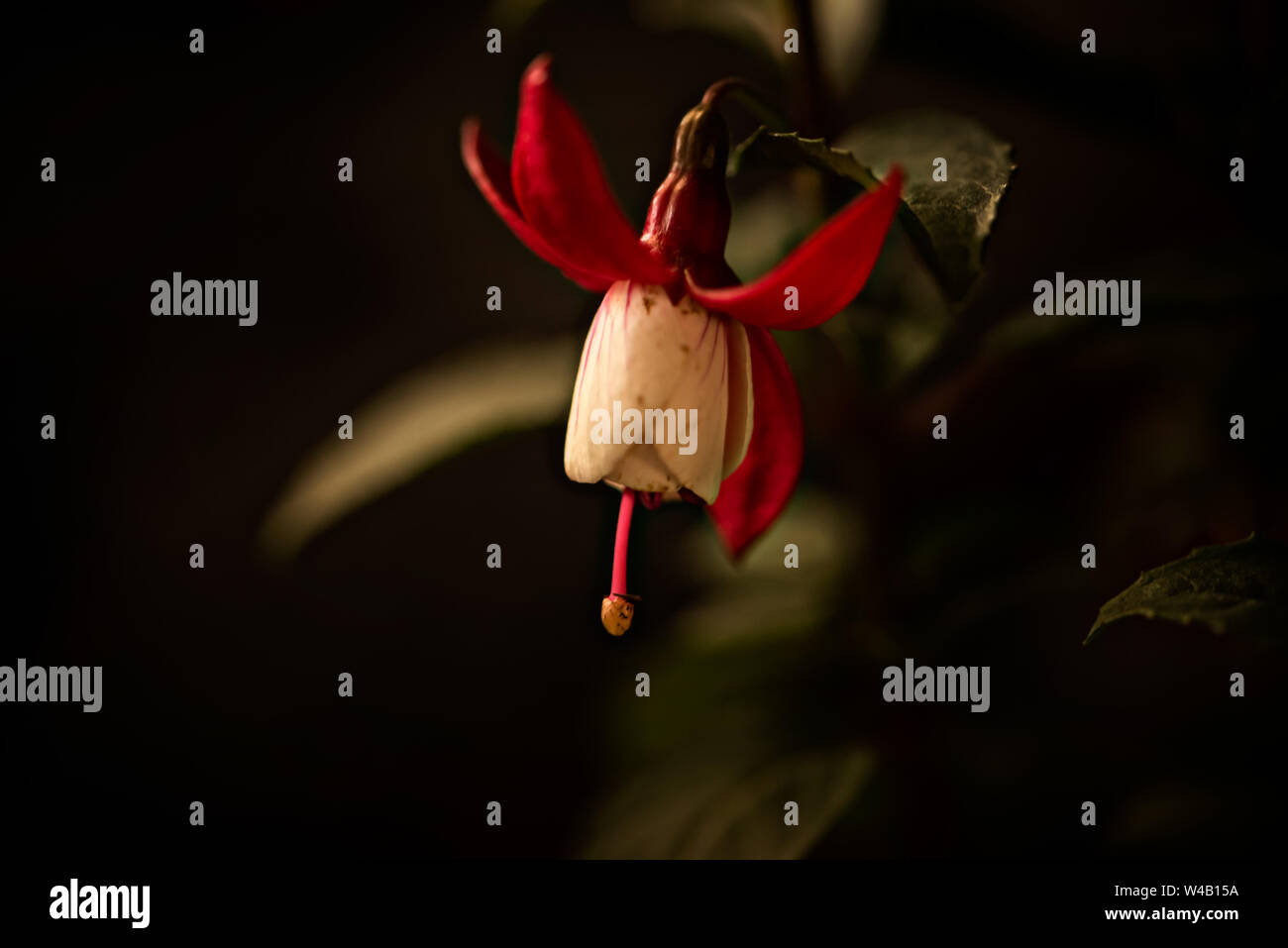 White drop hi-res stock photography and images - Alamy
