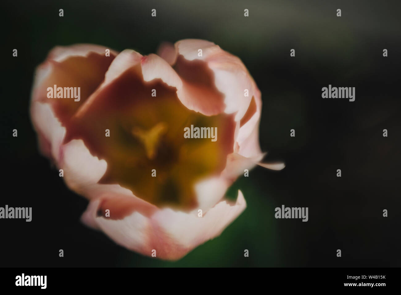 Pretty perennials hi-res stock photography and images - Alamy