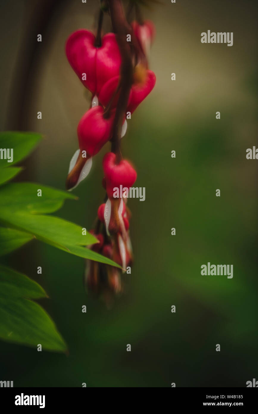 Bleeding heart in bloom hi-res stock photography and images - Alamy