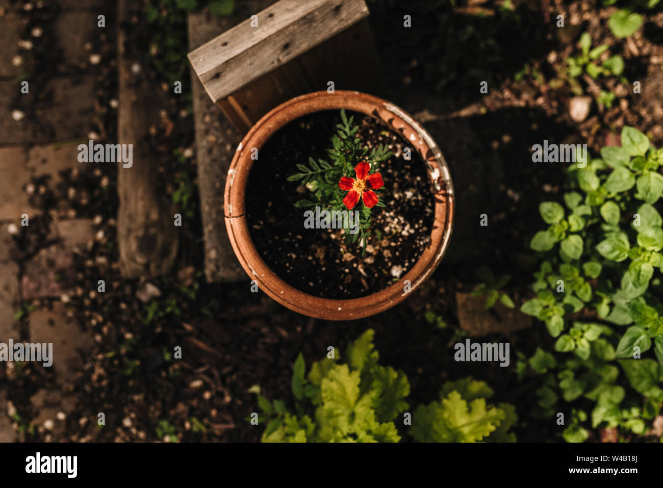Potted flower blooming from hi-res stock photography and images - Alamy
