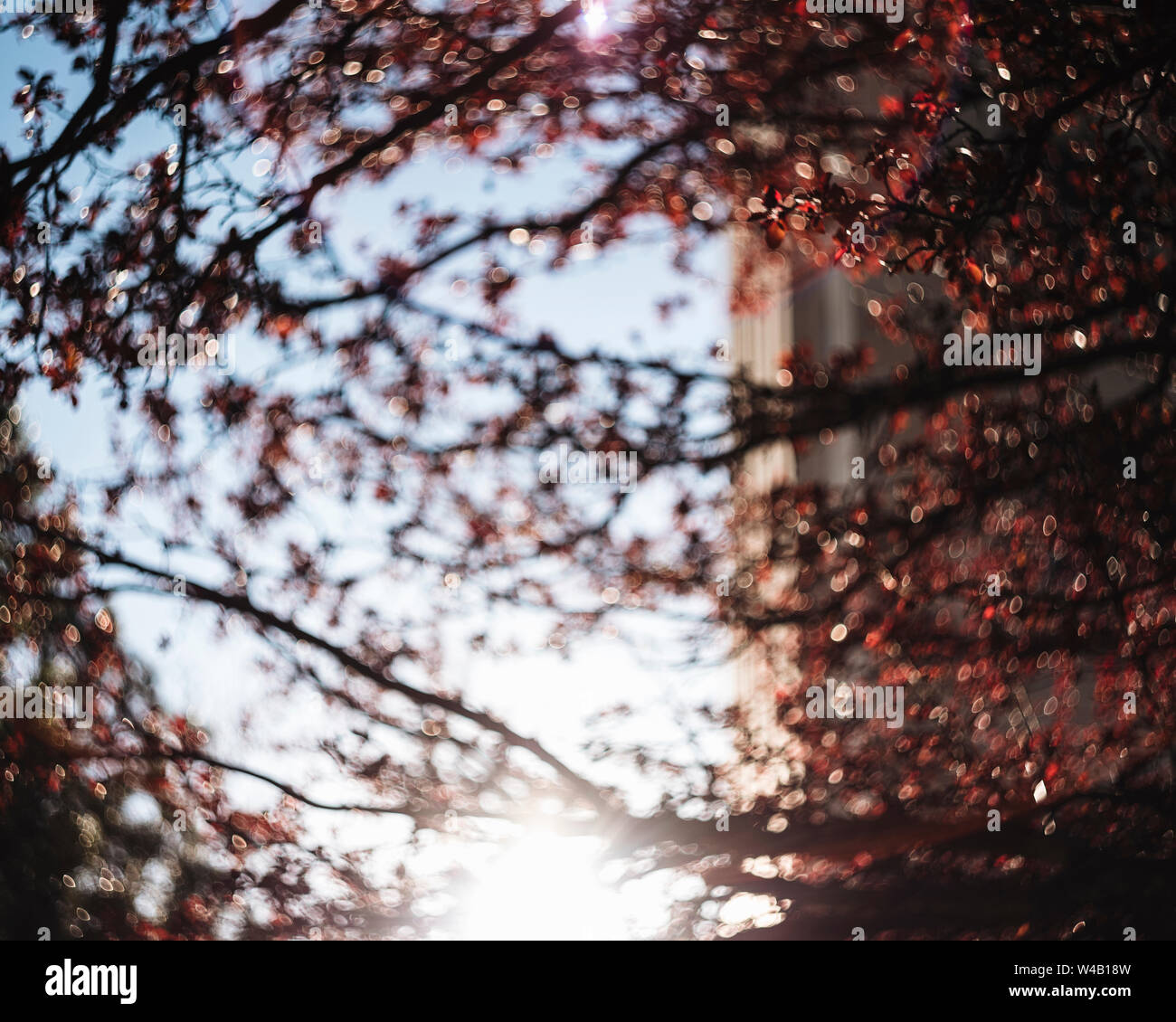 Spring blooming tree hi-res stock photography and images - Alamy