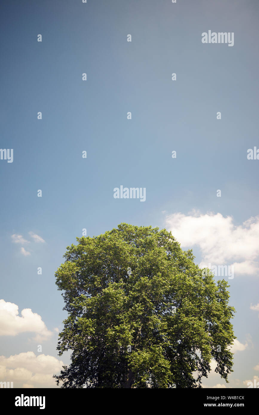 Lonely tree and blue sky Stock Photo - Alamy