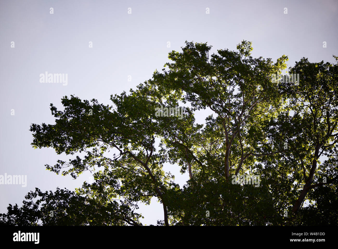 Close-up of the branches of a tree Stock Photo - Alamy