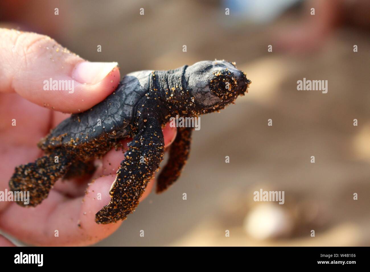 Green Turtle Hatchling - protected & released by the Society for the ...