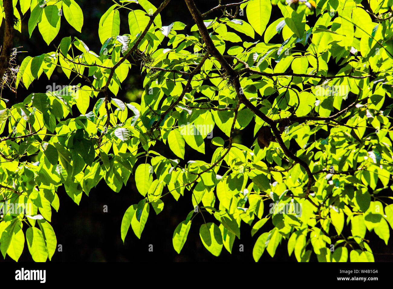 Summer green leaves hi-res stock photography and images - Alamy