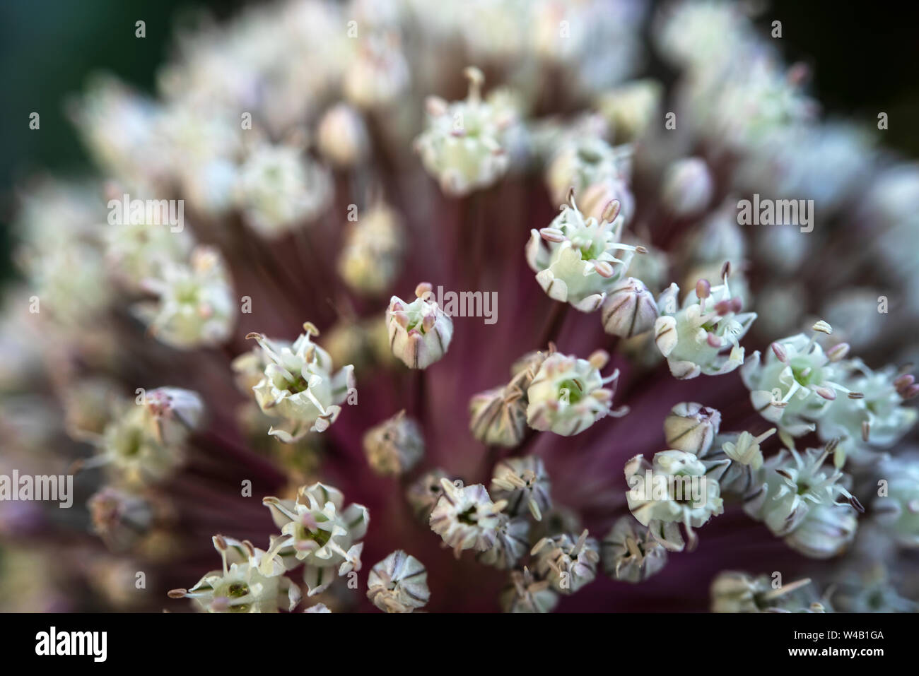Blooming leeks hi-res stock photography and images - Alamy