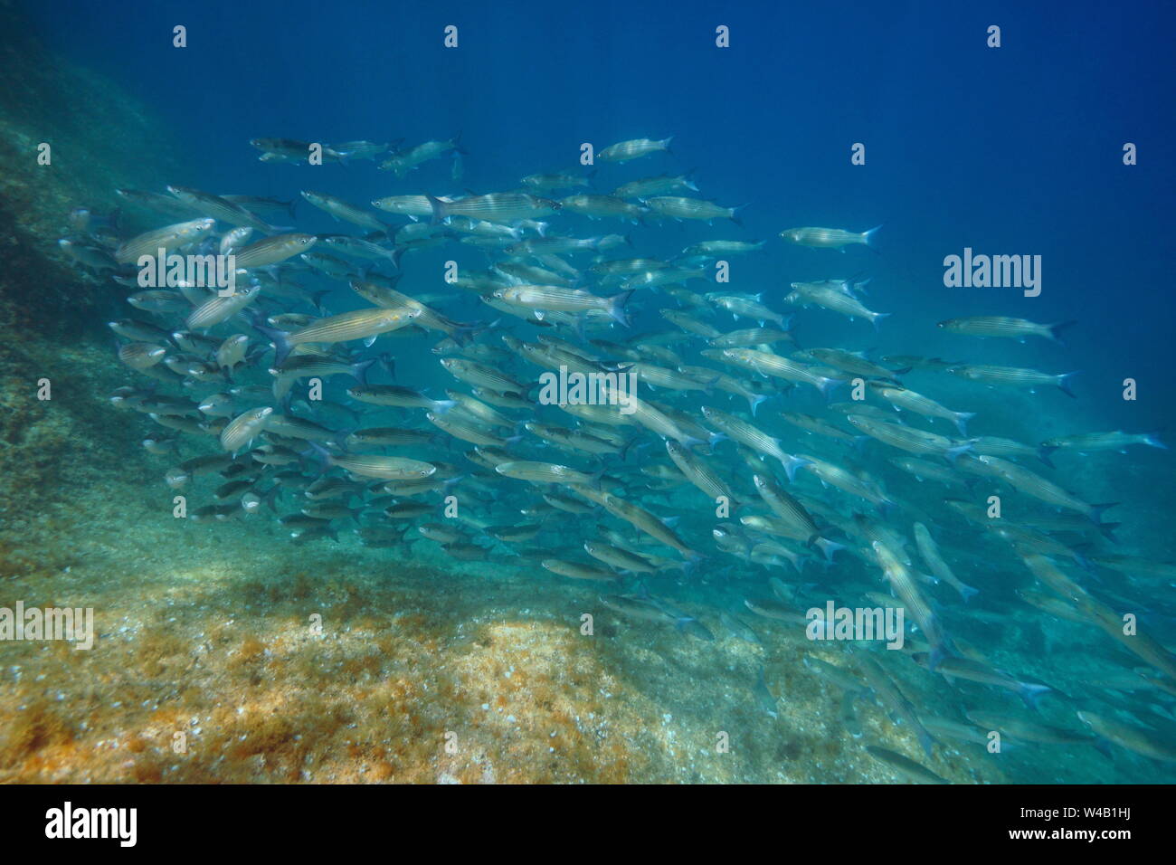 Grey mullet hi-res stock photography and images - Alamy