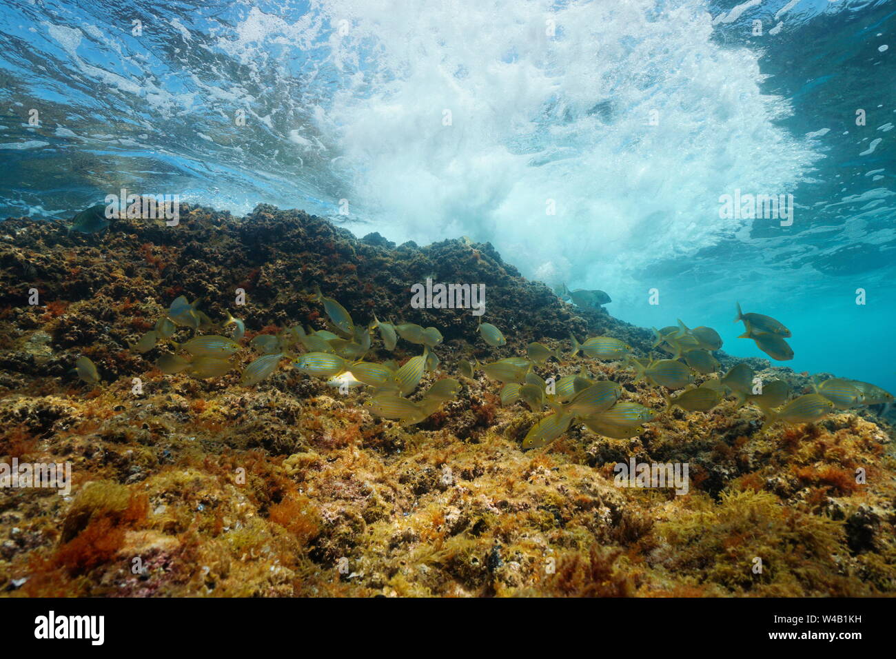 Fish breaking surface of water hi-res stock photography and images - Alamy