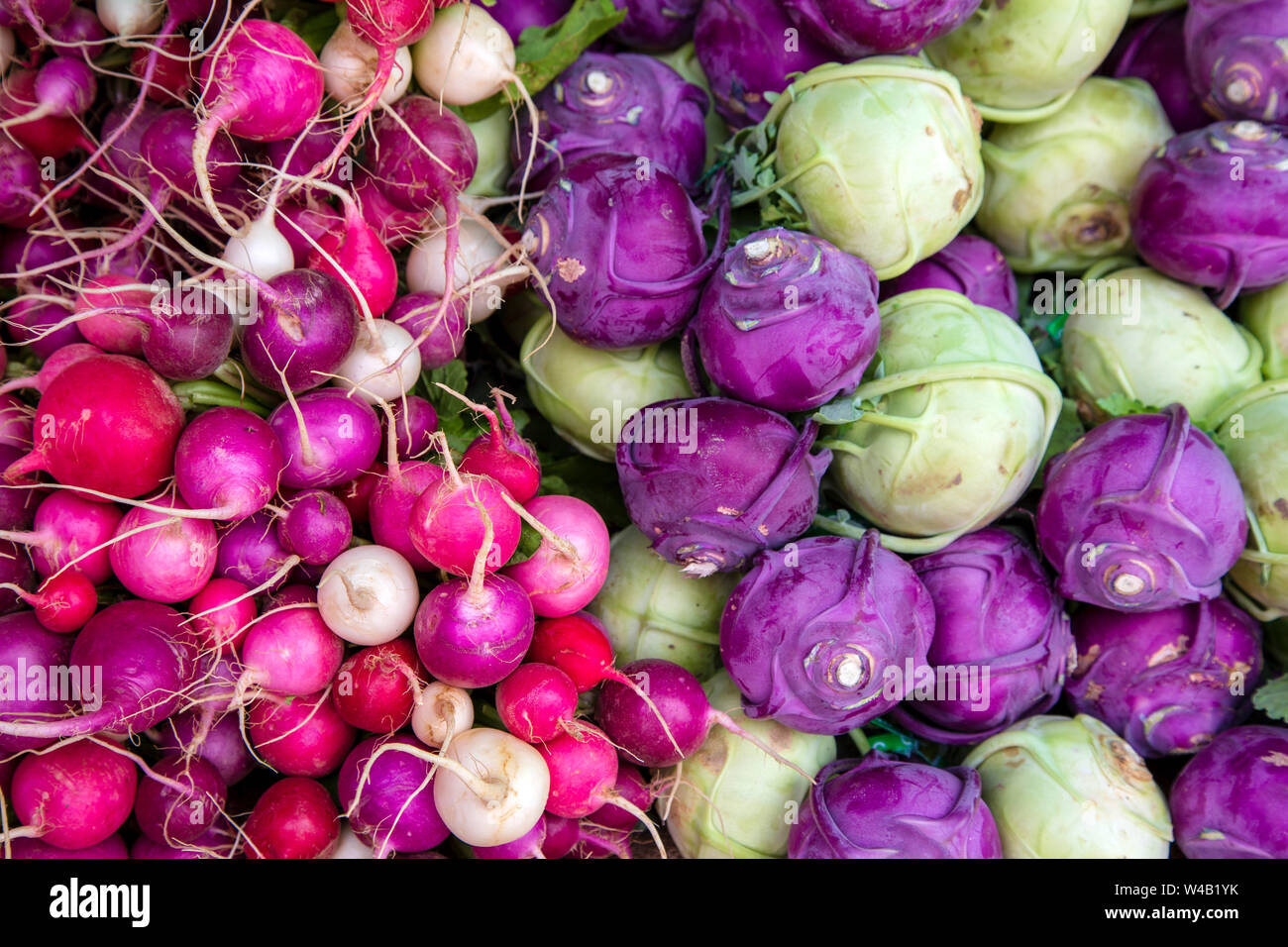 Kohlrabi harvest hi-res stock photography and images - Alamy