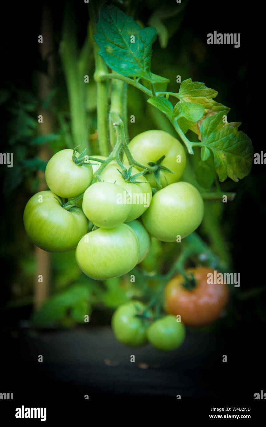 Seedless tomato hi-res stock photography and images - Alamy