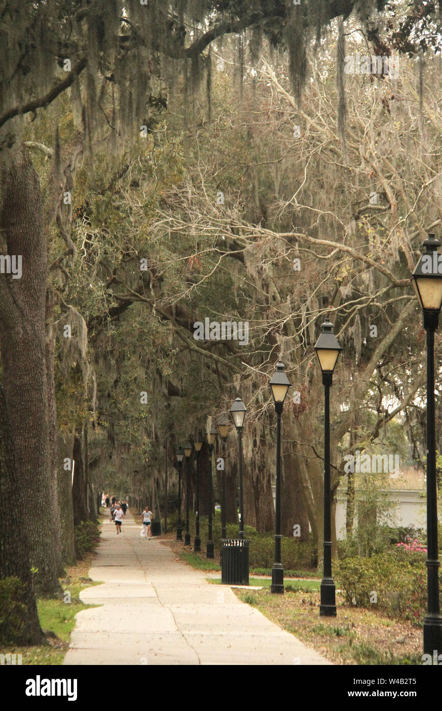 Savannah moss trees hi-res stock photography and images - Alamy