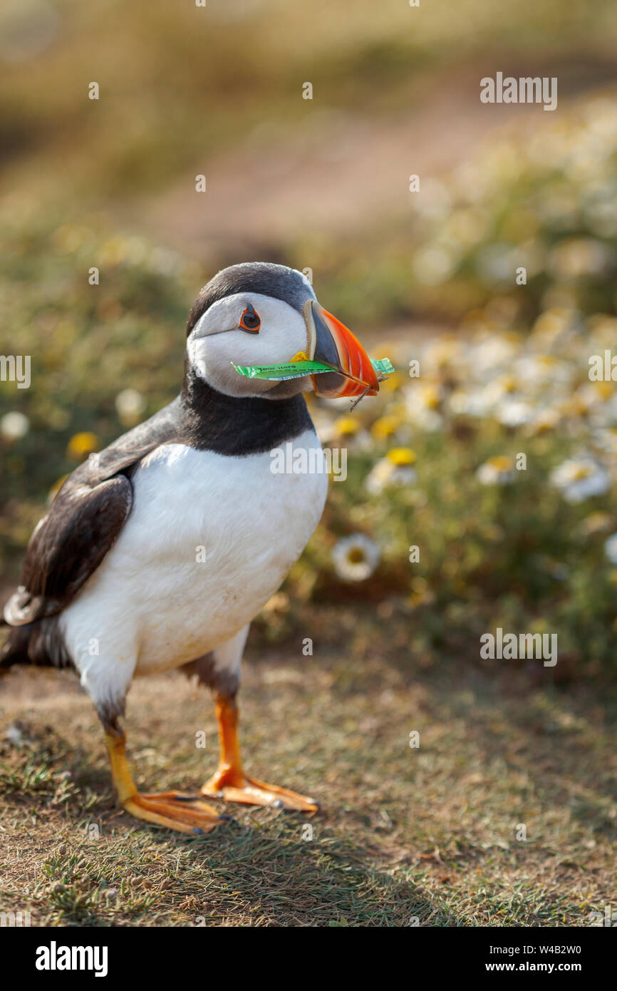 An Atlantic puffin (Fratercula arctica) carries a strip of green ...