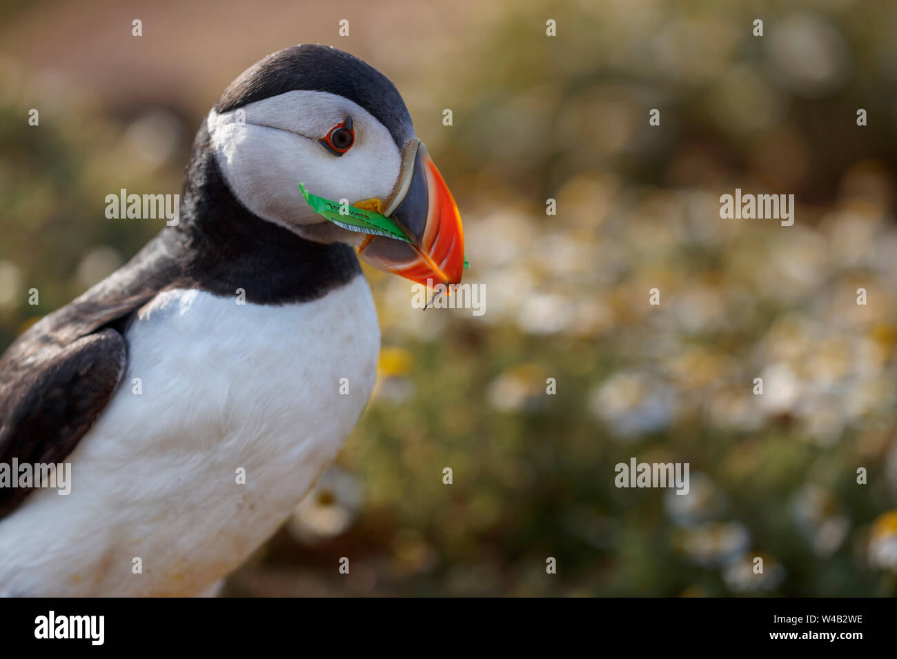 An Atlantic puffin (Fratercula arctica) carries a strip of green ...