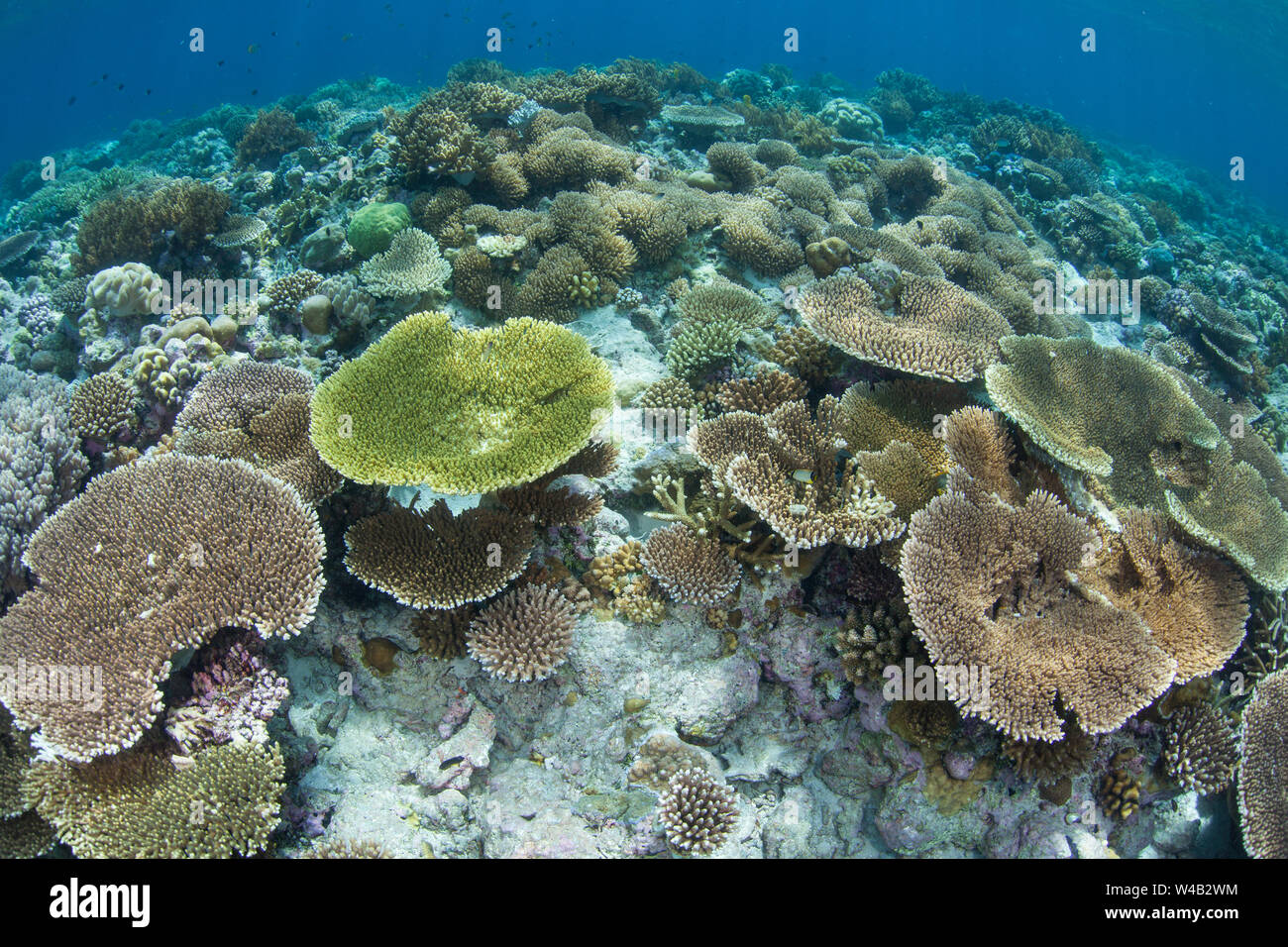 Corals compete for space to grow on a healthy reef flat in Wakatobi ...