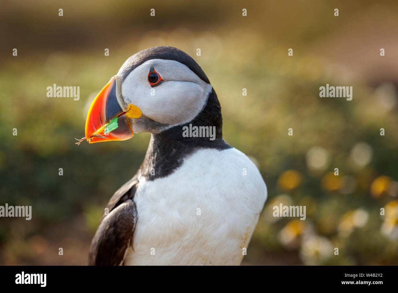 An Atlantic puffin (Fratercula arctica) carries a strip of green ...