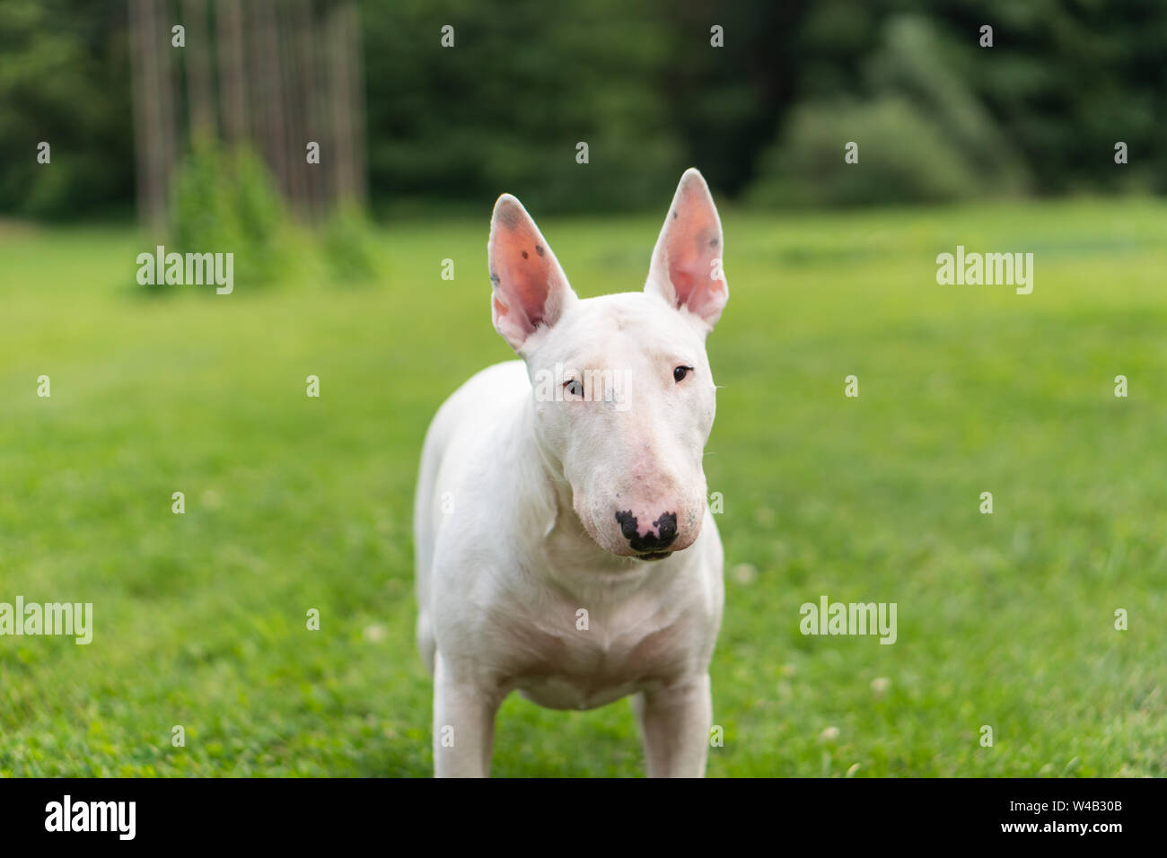 White bull terrier hi-res stock photography and images - Alamy