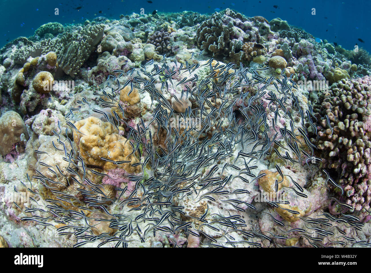 Juvenile Striped eel catfish swim in a swarm over a healthy reef flat ...
