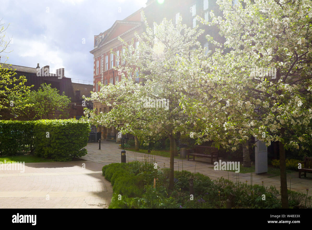 Trees in the sun hi-res stock photography and images - Alamy