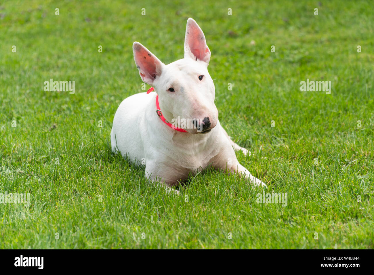 Bull terrier miniature hi-res stock photography and images - Alamy