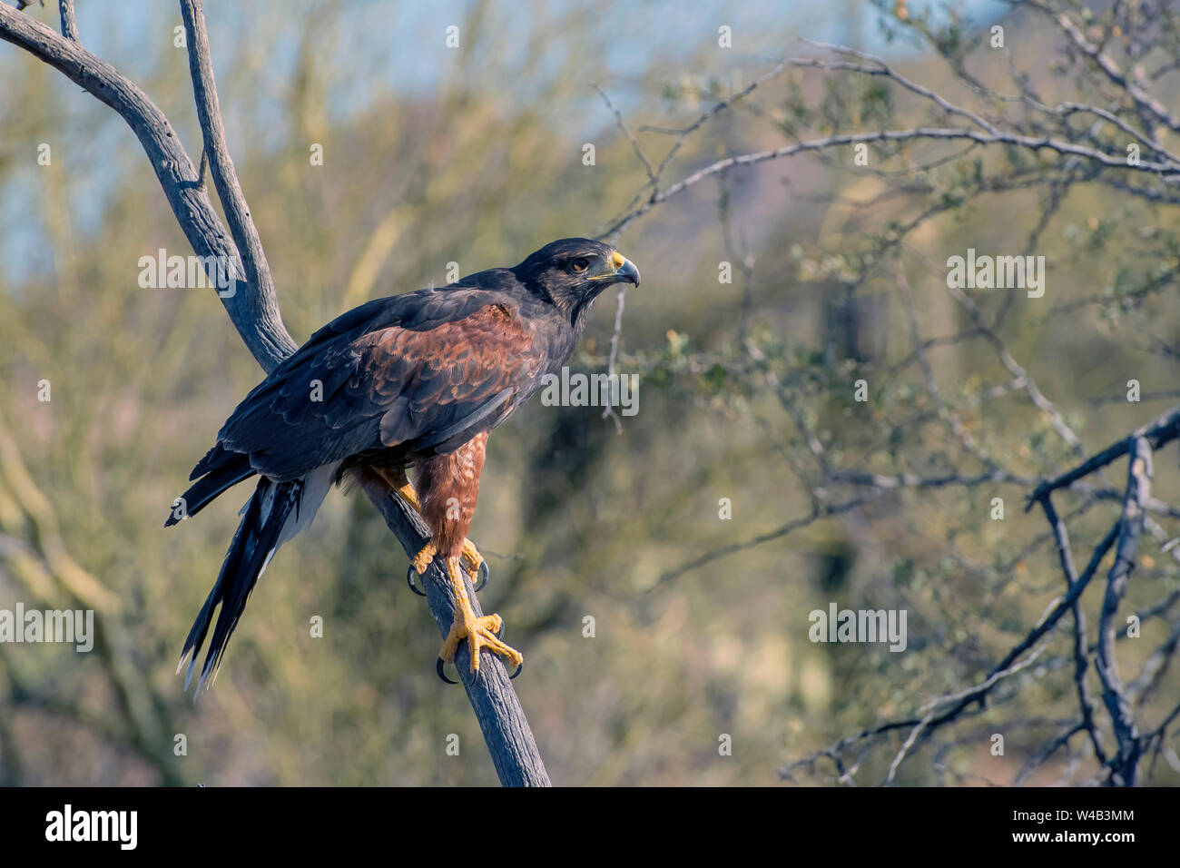 Juvenile harriss hawk hi-res stock photography and images - Alamy