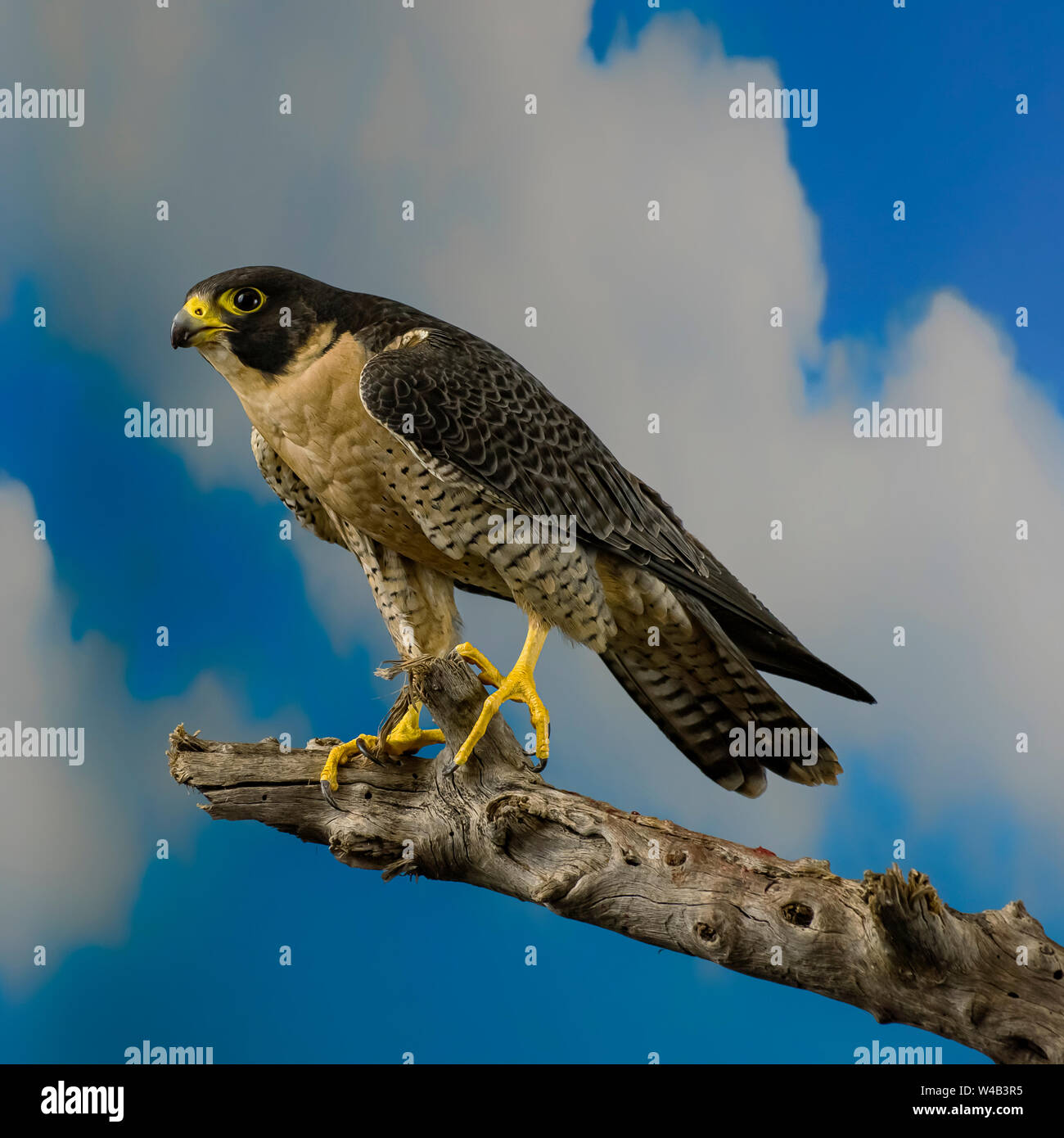 Predator of the sky hi-res stock photography and images - Alamy