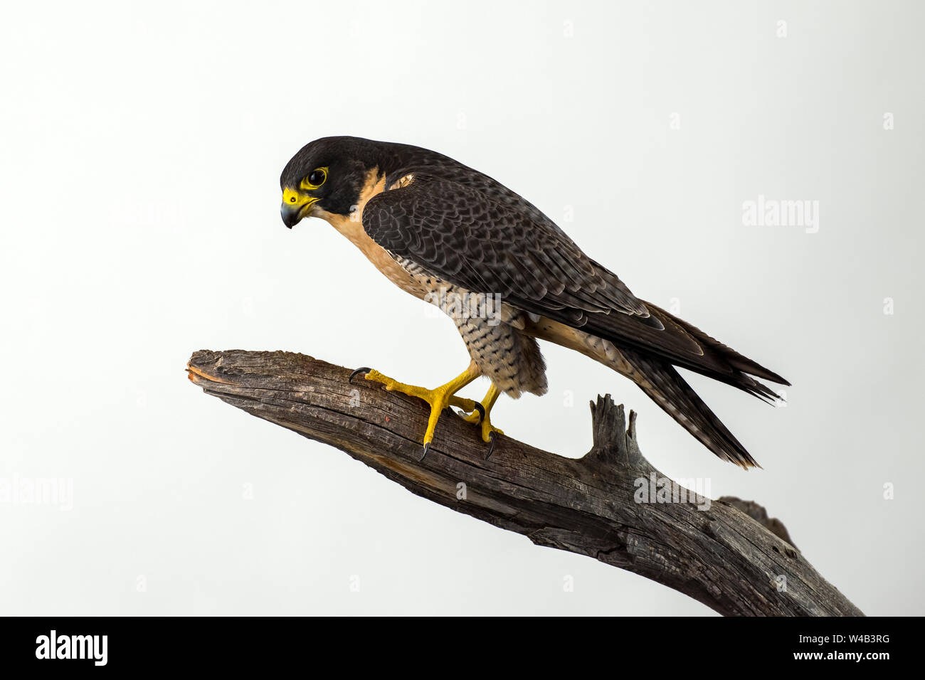 Peregrine Falcon Isolated on a White Background Stock Photo - Alamy