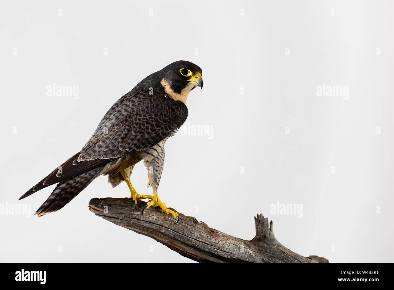 Peregrine Falcon Isolated on a White Background Stock Photo - Alamy
