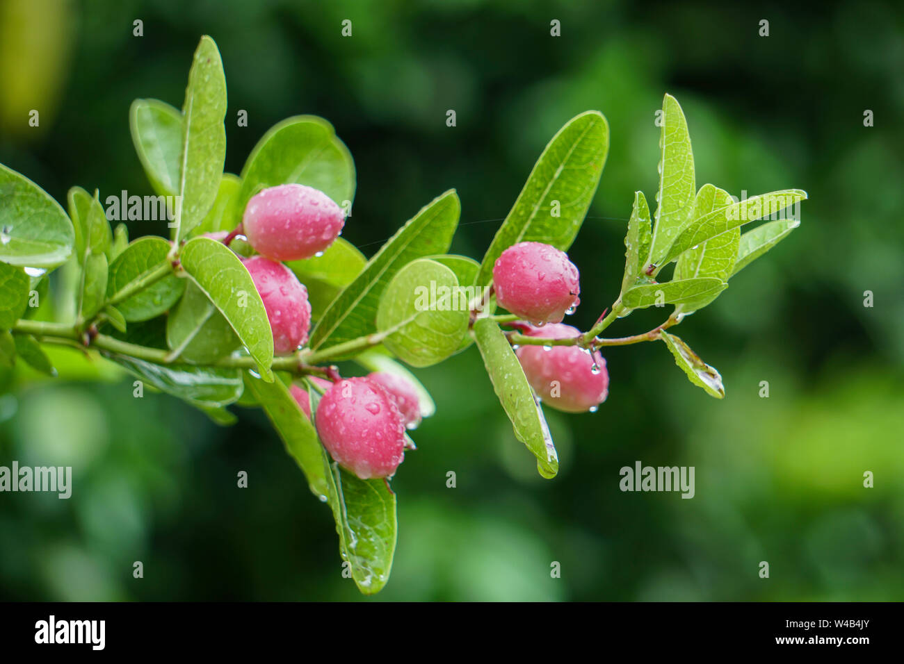 Carandas hi-res stock photography and images - Alamy