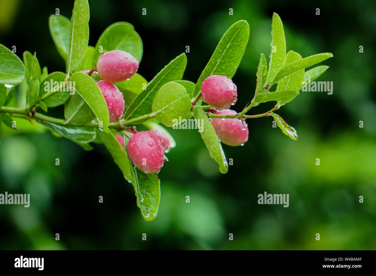 Carissa carandas, Carunda, Karonda seeds ripe pink or red colorful ...