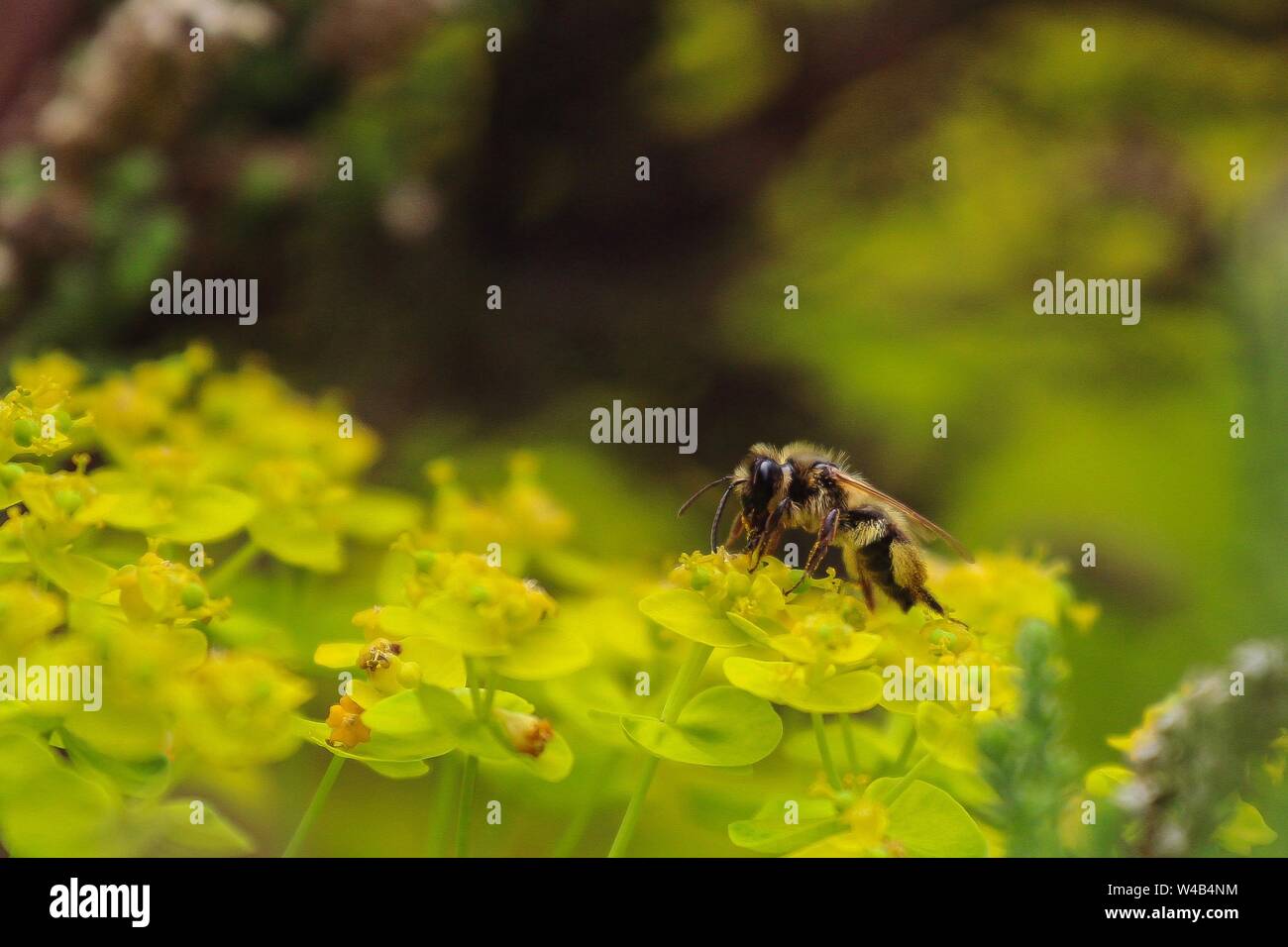 Honeybee habitat hi-res stock photography and images - Alamy