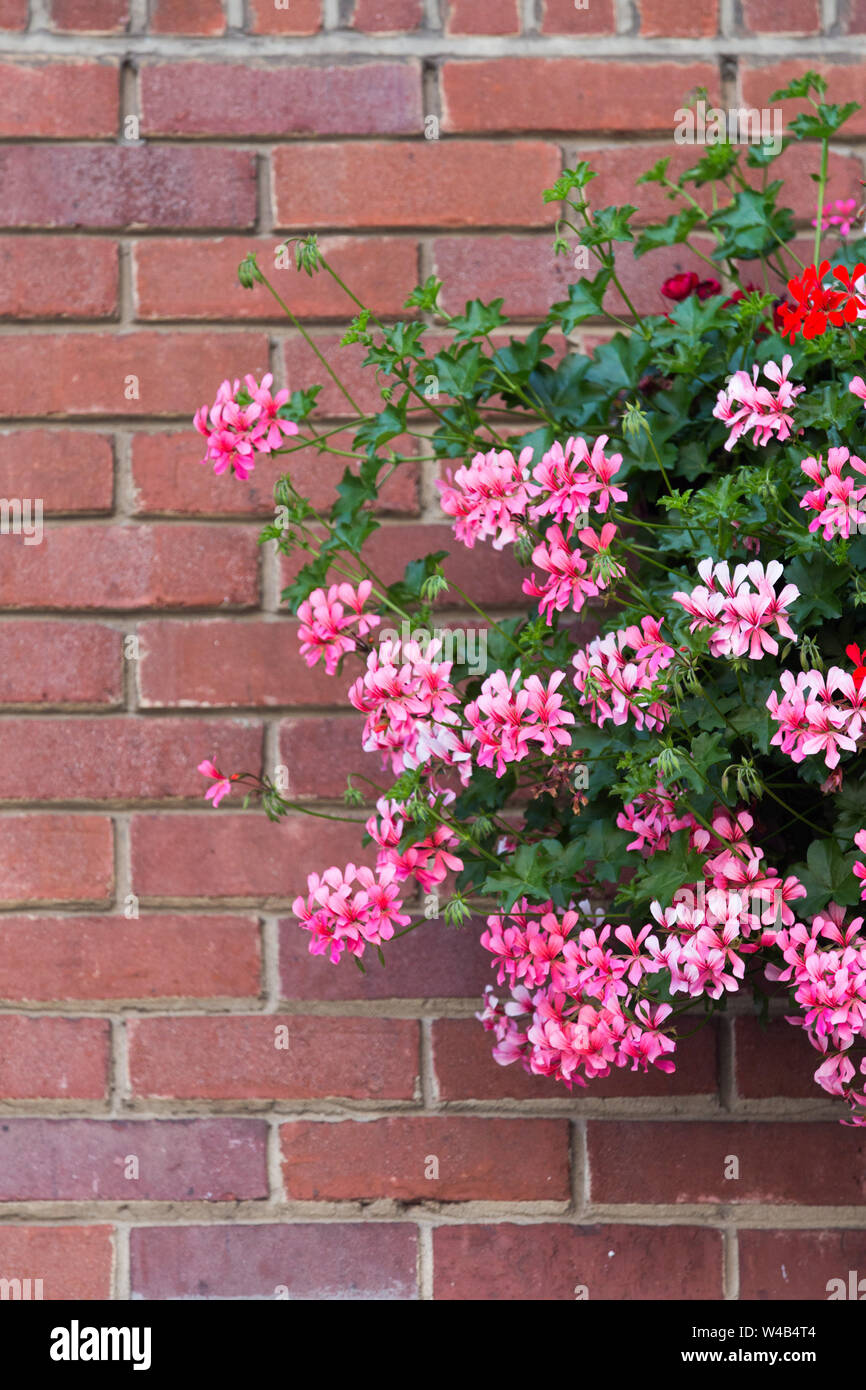 Pink flower wallflower hi-res stock photography and images - Alamy