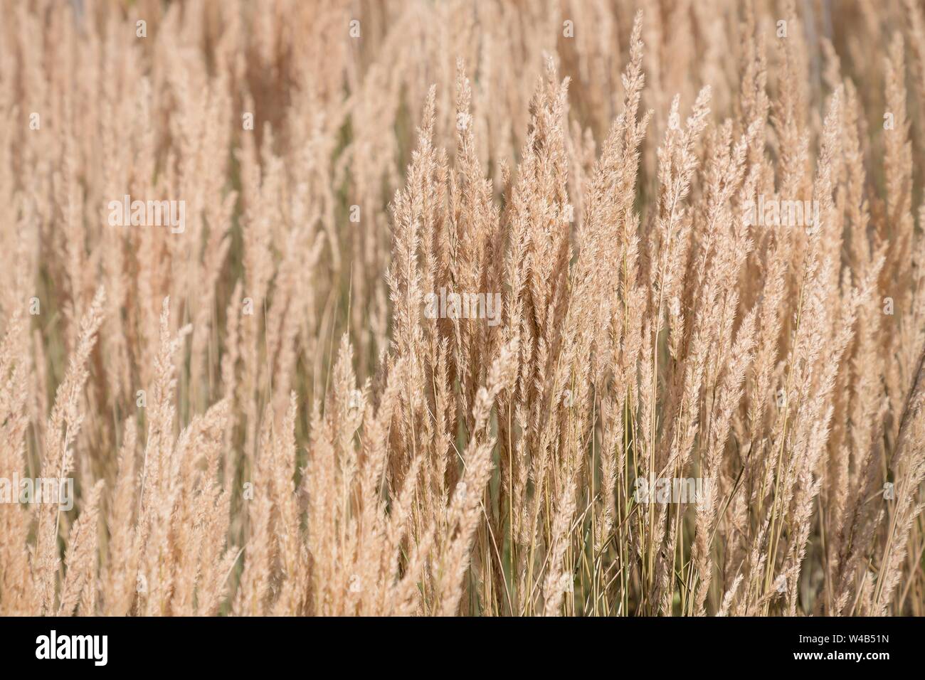 Fluffy high grass. Dry grass background. Nature light background Stock ...
