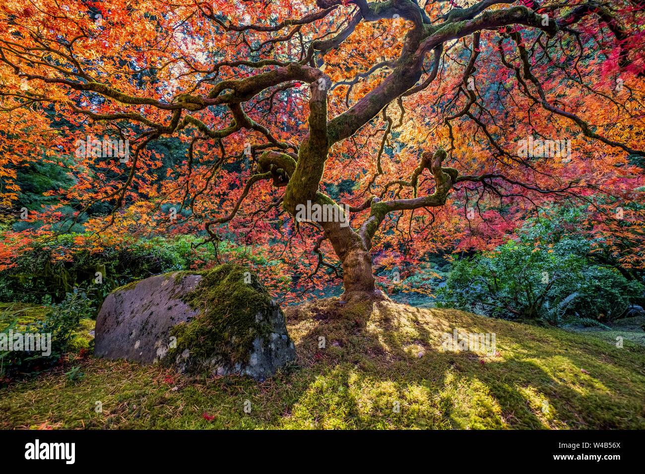 Backlit Japanese Maple, Portland Oregon Stock Photo - Alamy