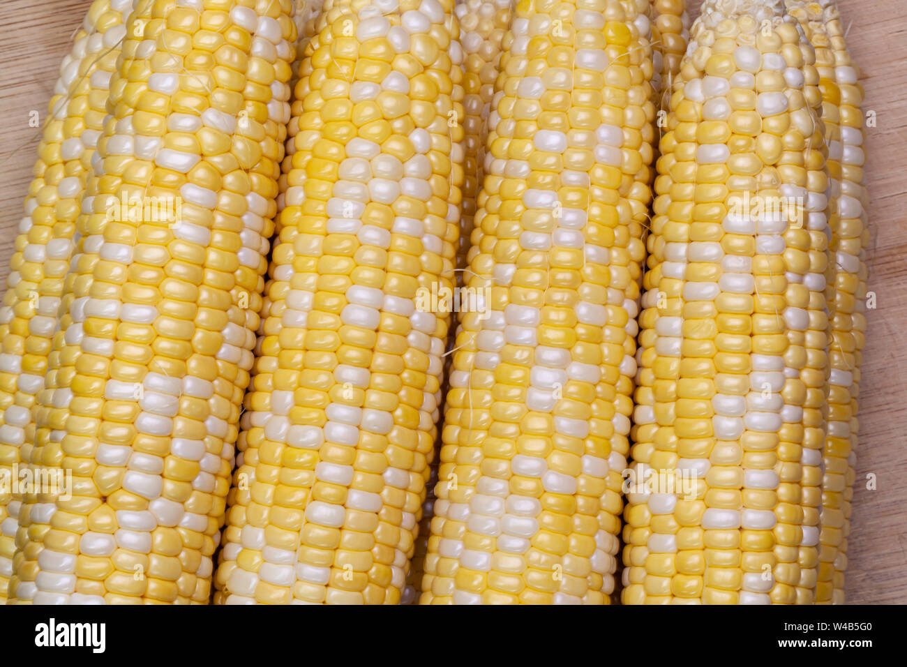 Freshly picked, bicolor corn on the cob to be used in a delicious home ...