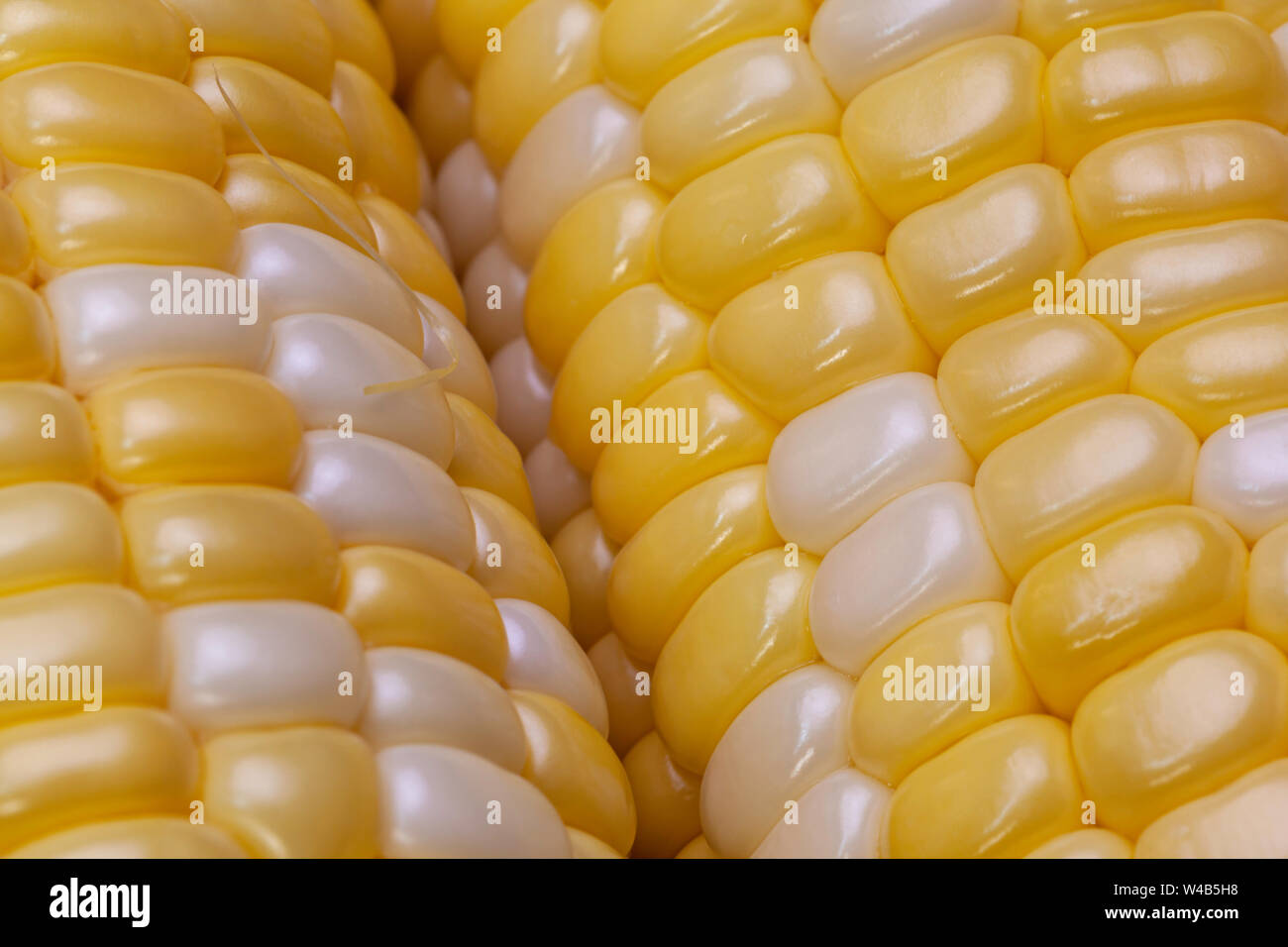 Freshly picked, bicolor corn on the cob to be used in a delicious home ...