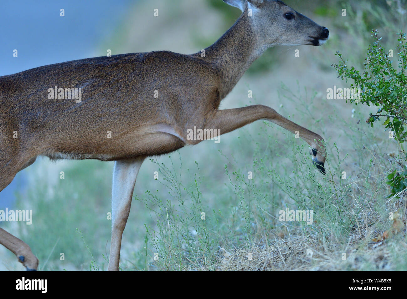 Juvenile deer hi-res stock photography and images - Alamy