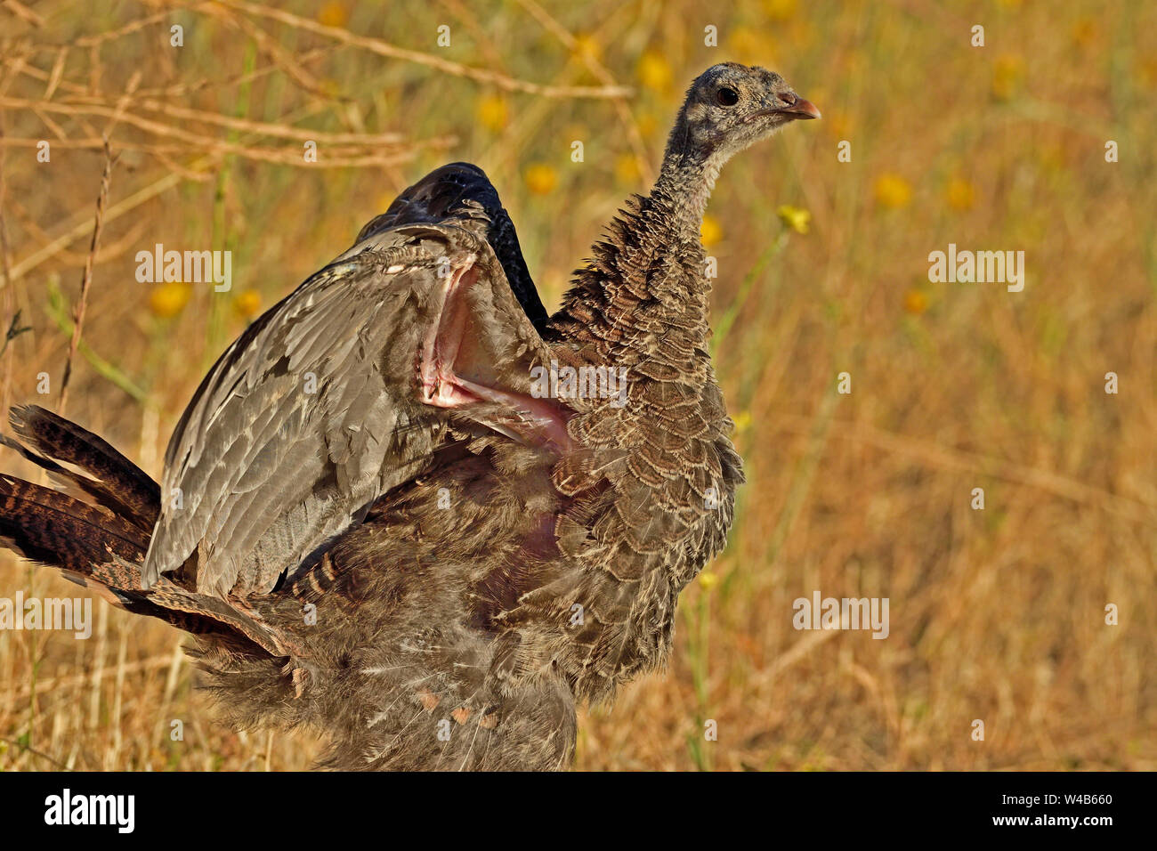 Turkey bird wings hi-res stock photography and images - Alamy