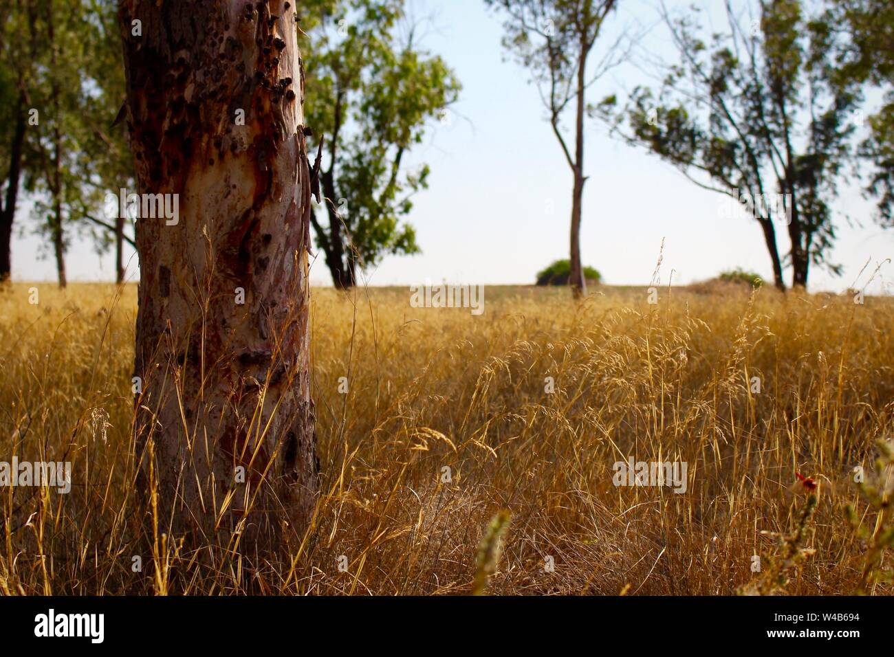 Flora Trees Cyprus High Resolution Stock Photography and Images - Alamy