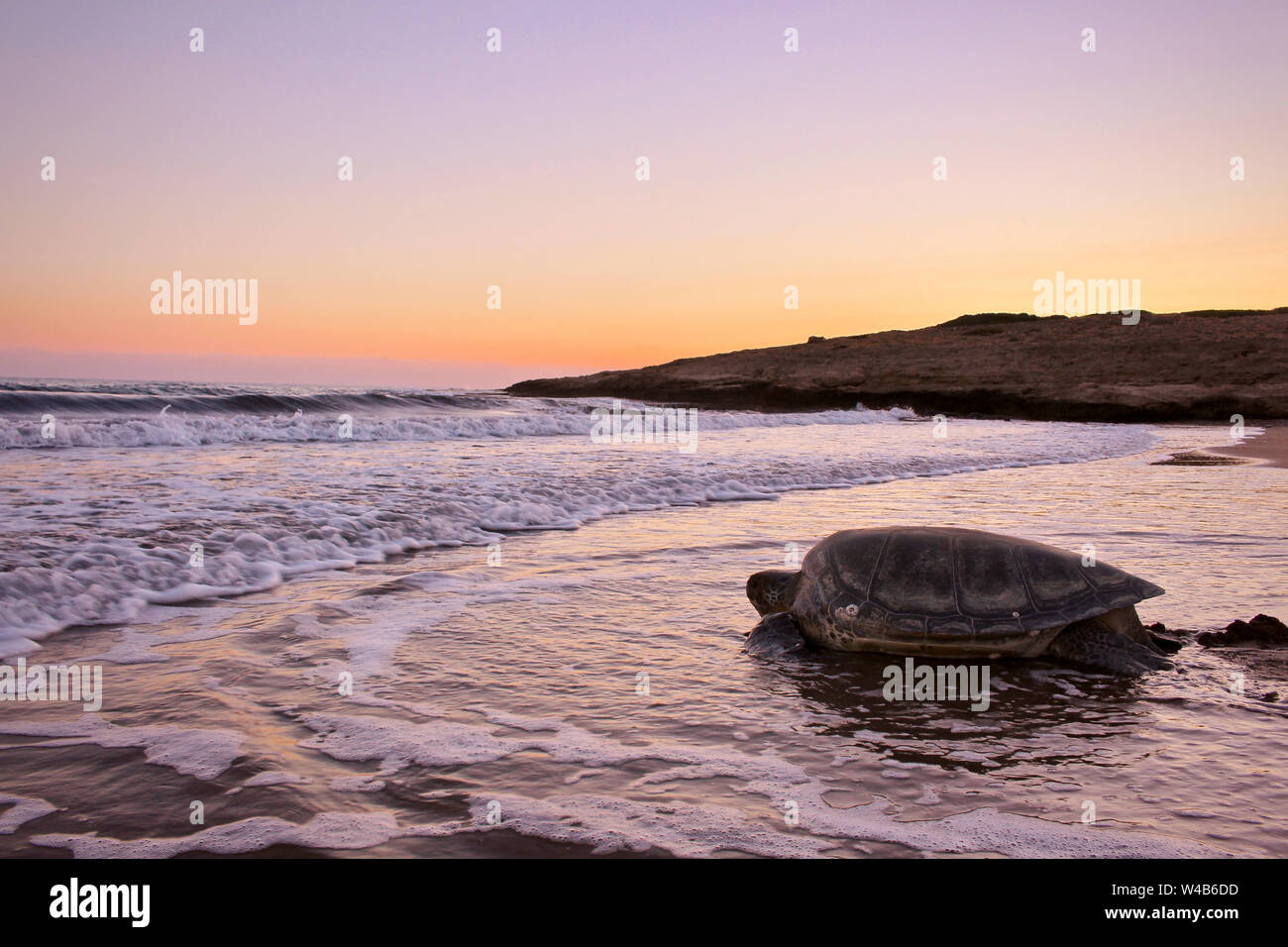 Green turtle returns to the sea after nesting on a beach in North ...