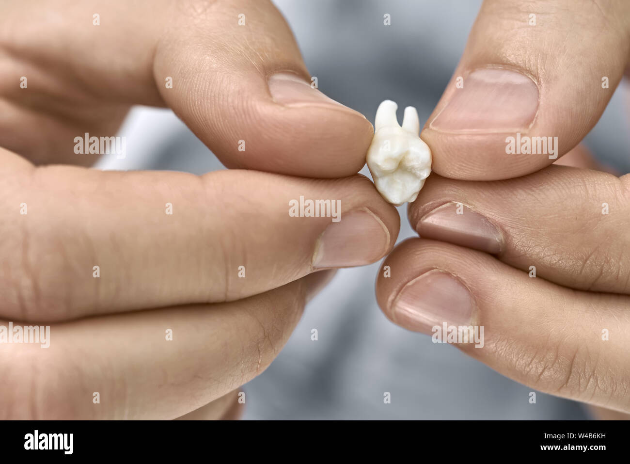Closeup view at white molar tooth in male hands Stock Photo - Alamy