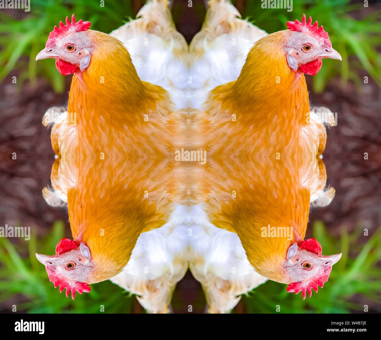Fluffy orange chicken reflected four times corners. Geometric ...