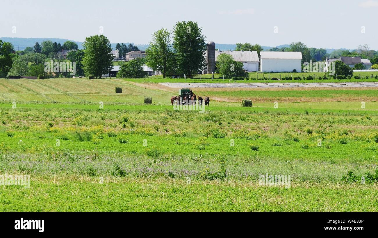 Amish Farmer Harvesting His Crop with 4 Horses and Modern Equipment ...