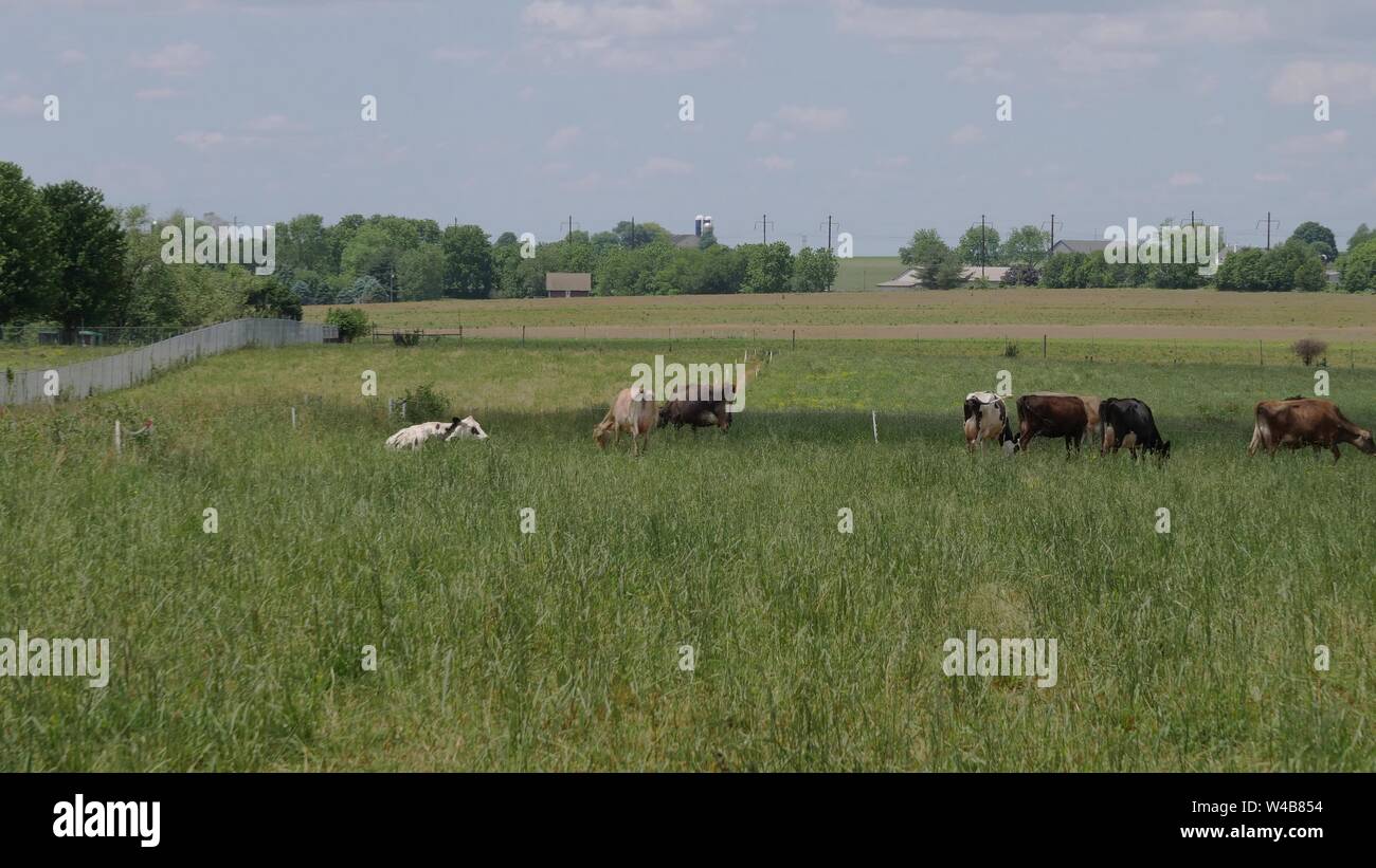 Amish country farm animals hi-res stock photography and images - Alamy